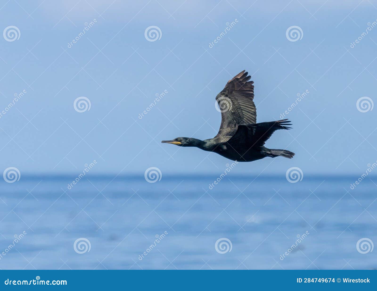 Black Cormorant Flying Over the Ocean Stock Photo - Image of clear ...