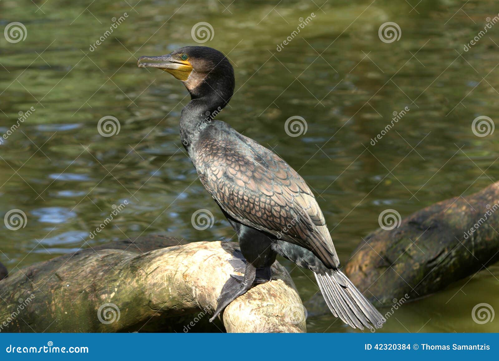 Black Cormorant stock photo. Image of aves, bird, wildlife - 42320384