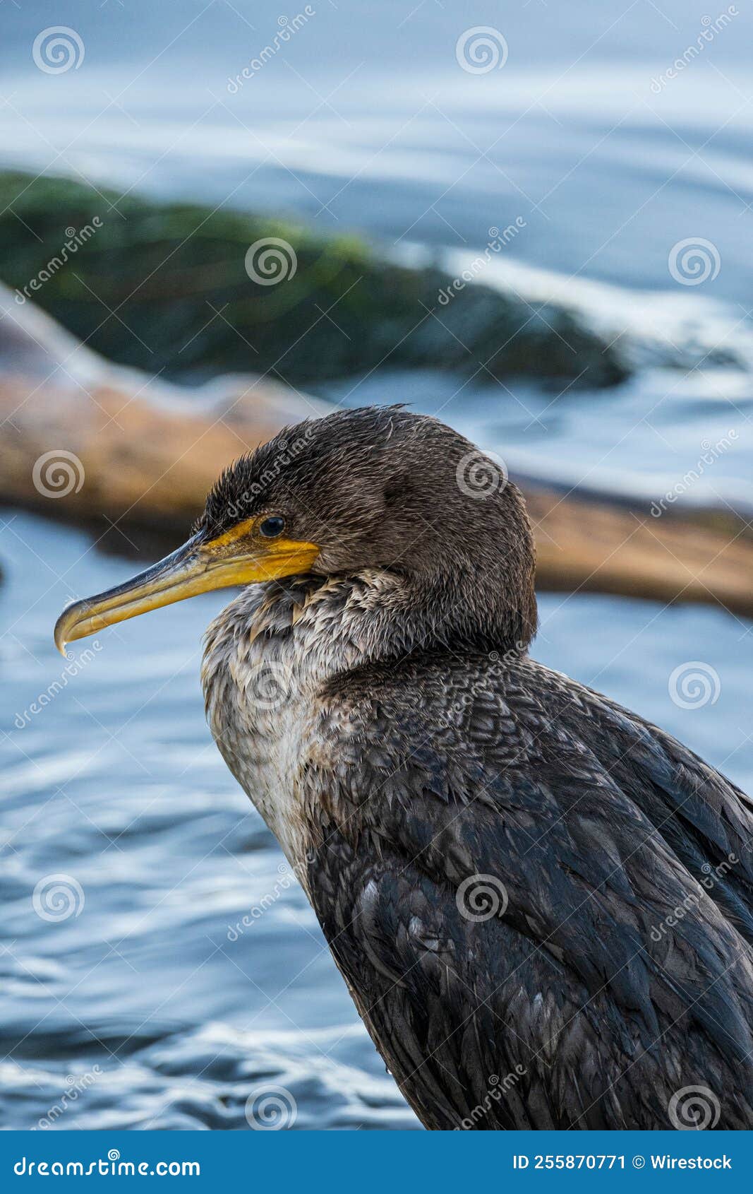 Black Cormorant Standing on a Shore Stock Image - Image of wild ...