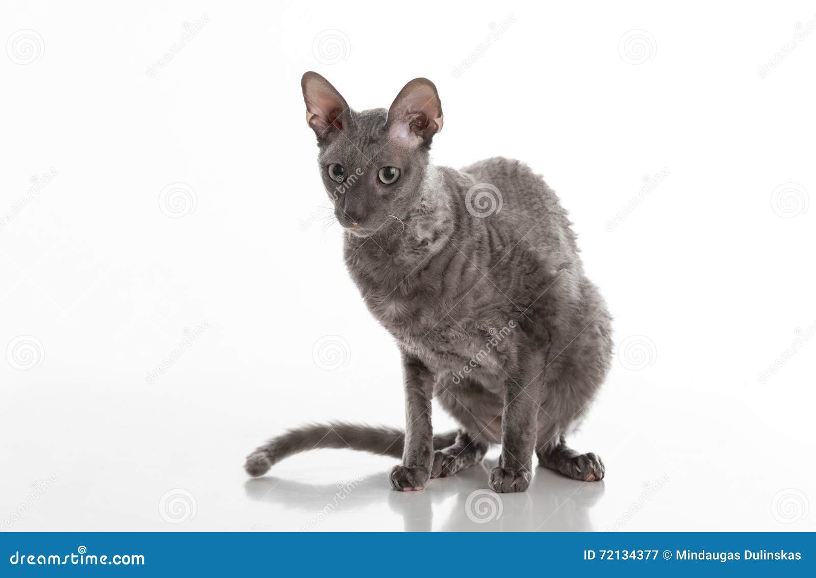 Black Cornish Rex Car Sitting on the White Table with Reflection. White ...