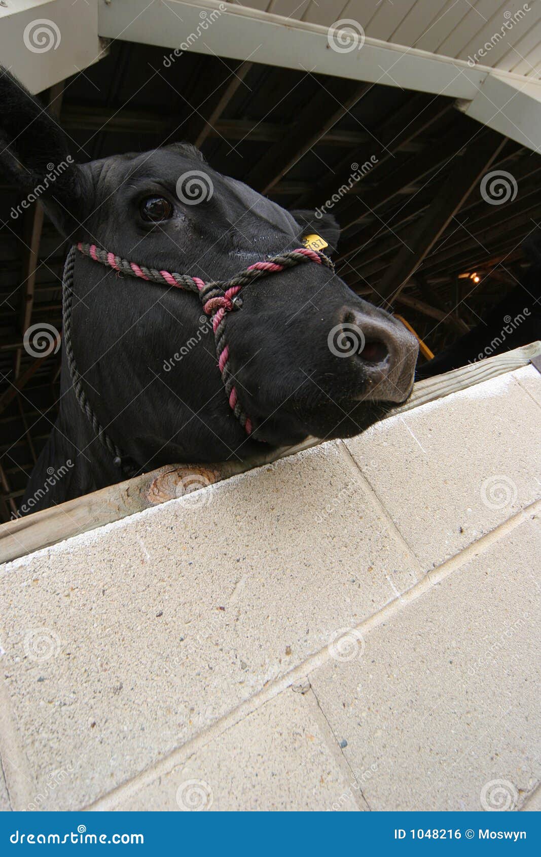 Black Cow stock photo. Image of prime, rope, steer, yearling - 1048216