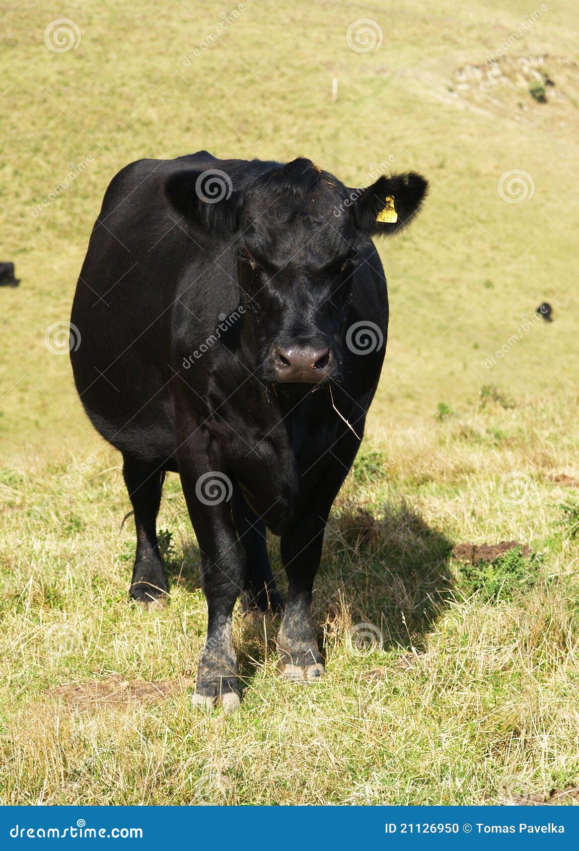Black cow stock photo. Image of green, black, mammal - 21126950