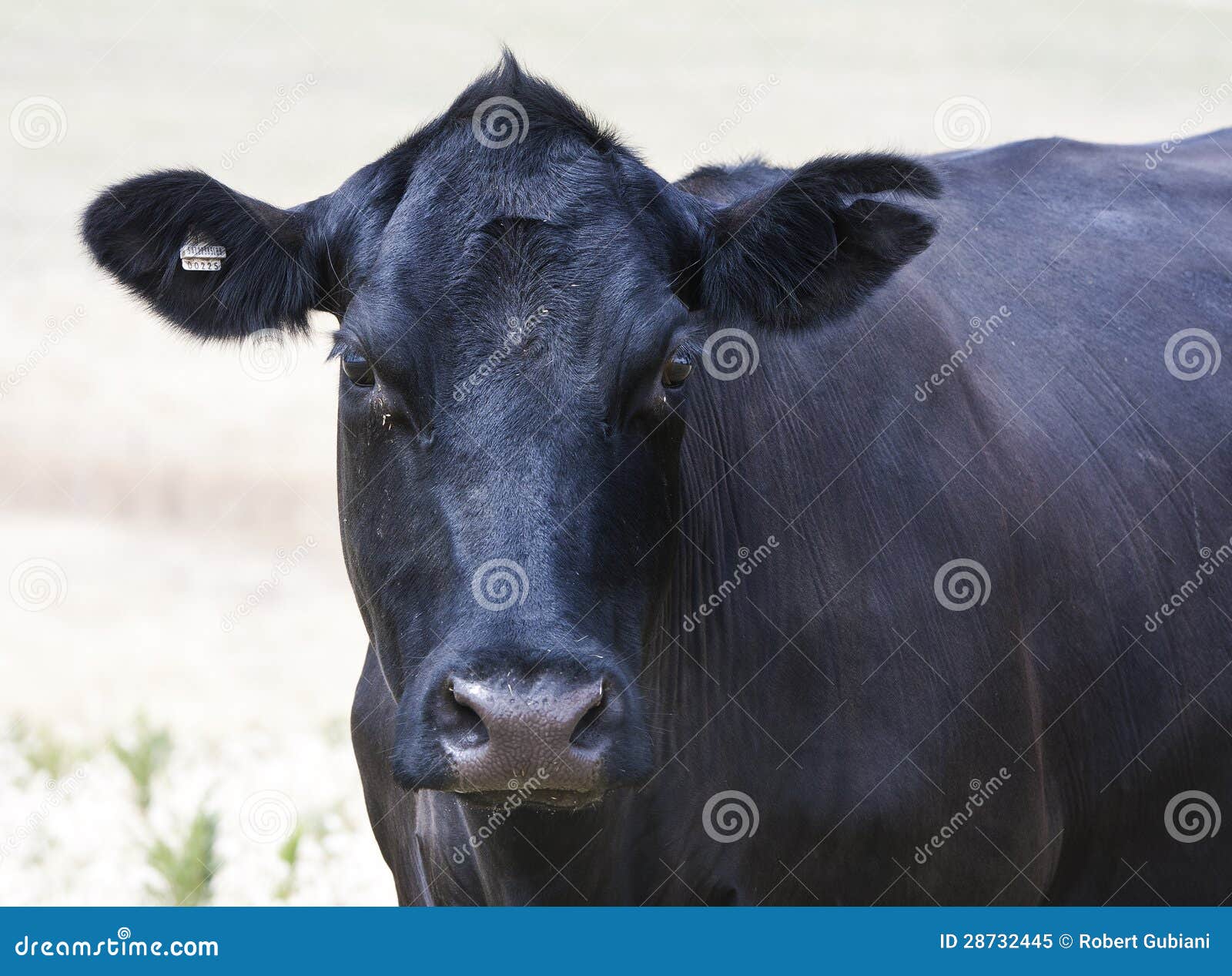 Black cow stock image. Image of closeup, cattle, large - 28732445
