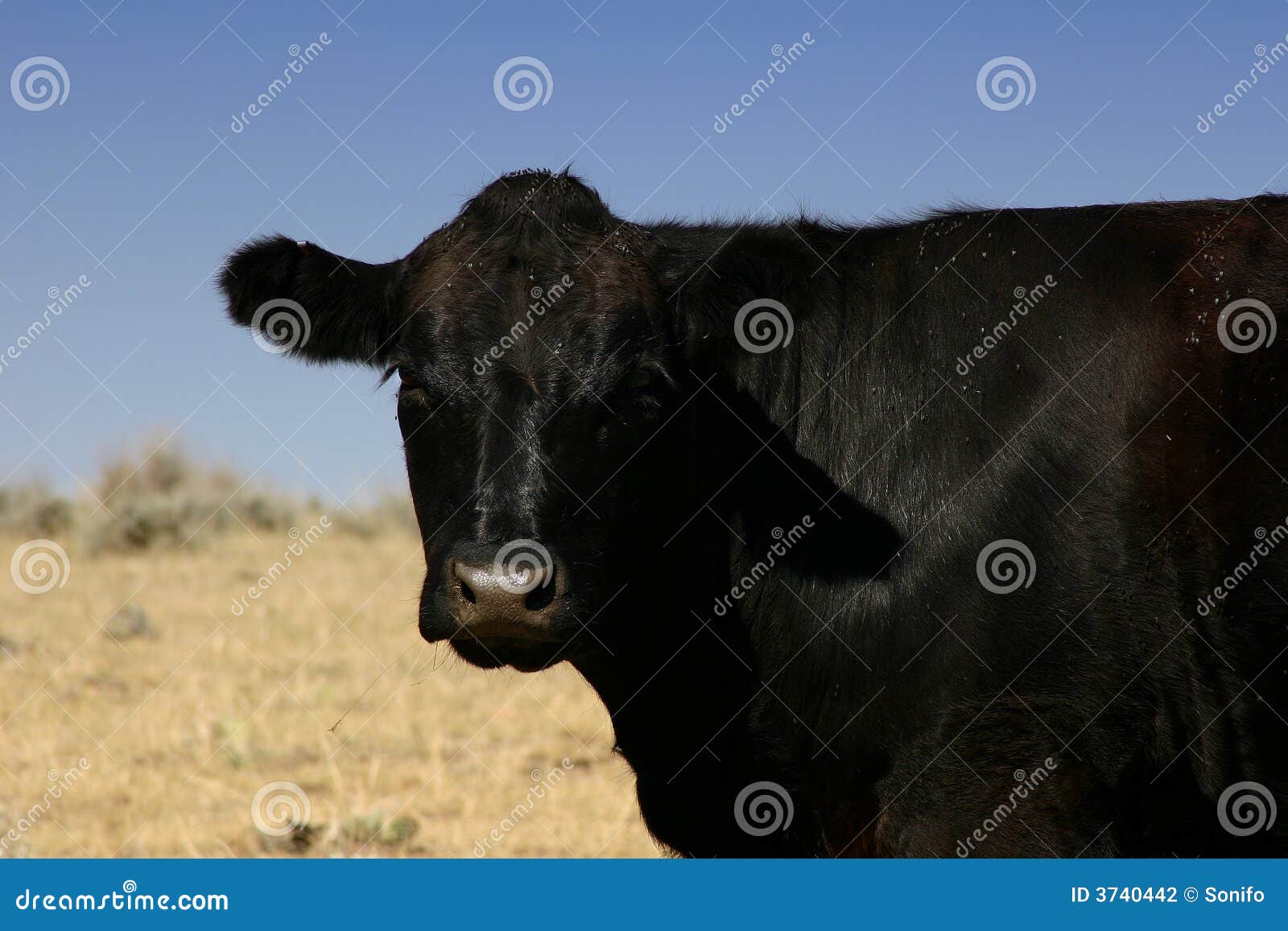 Black Cow stock photo. Image of looking, blue, farm, angus - 3740442