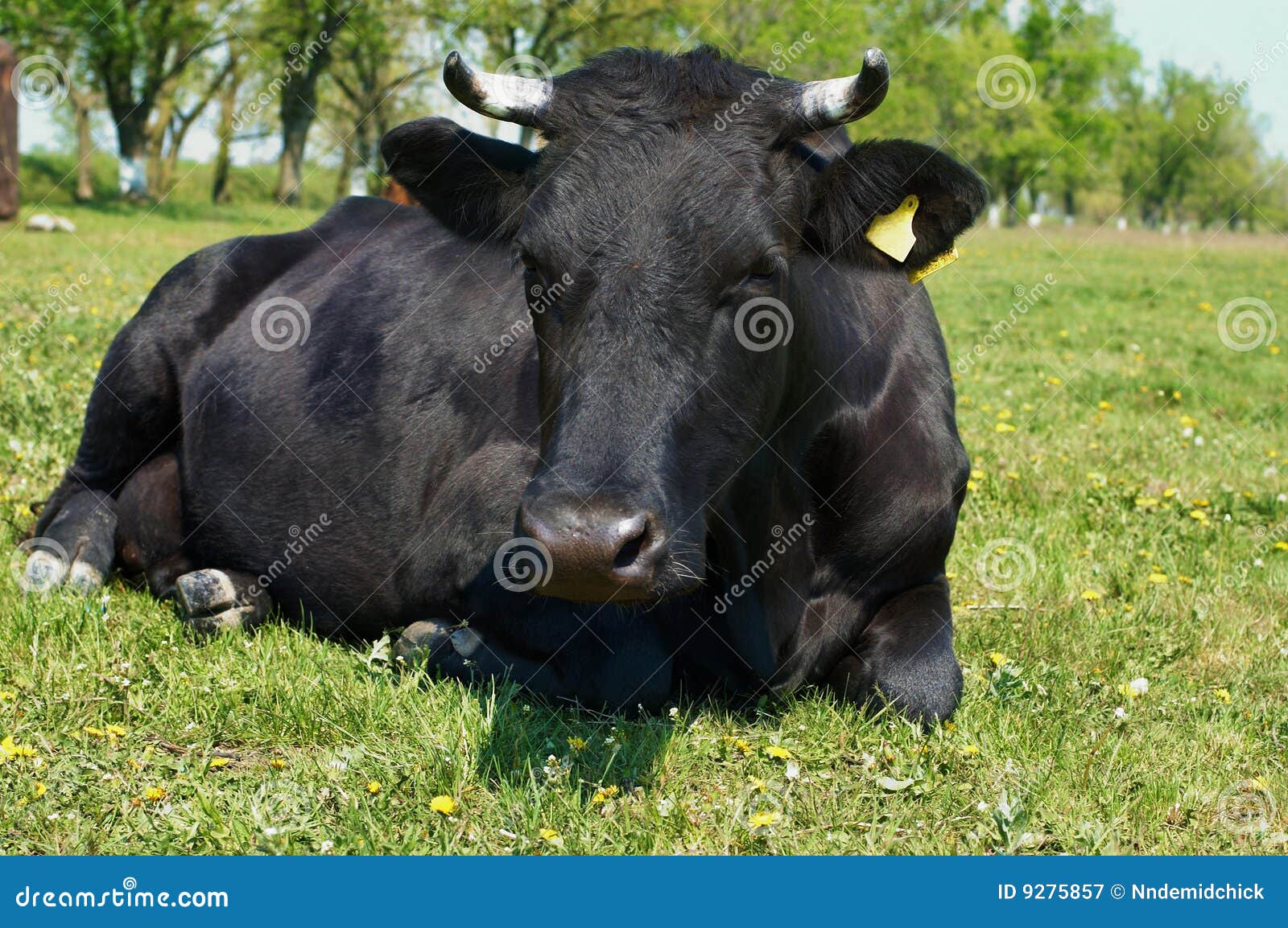 Black cow stock image. Image of landscape, meadow, brown - 9275857