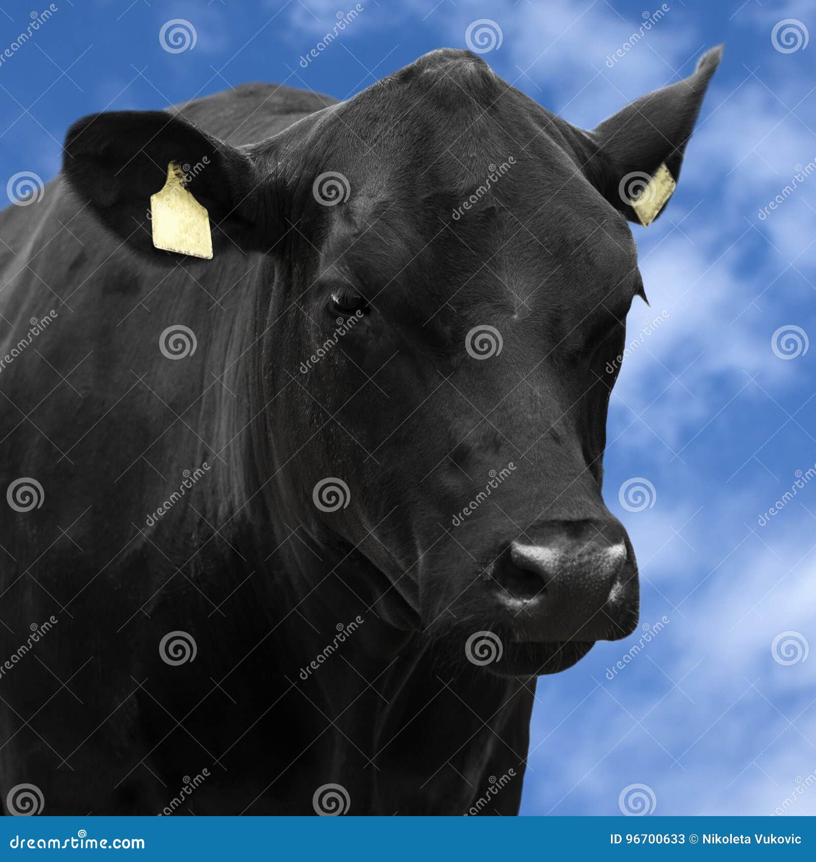 Black cow stock image. Image of portrait, animal, head - 96700633
