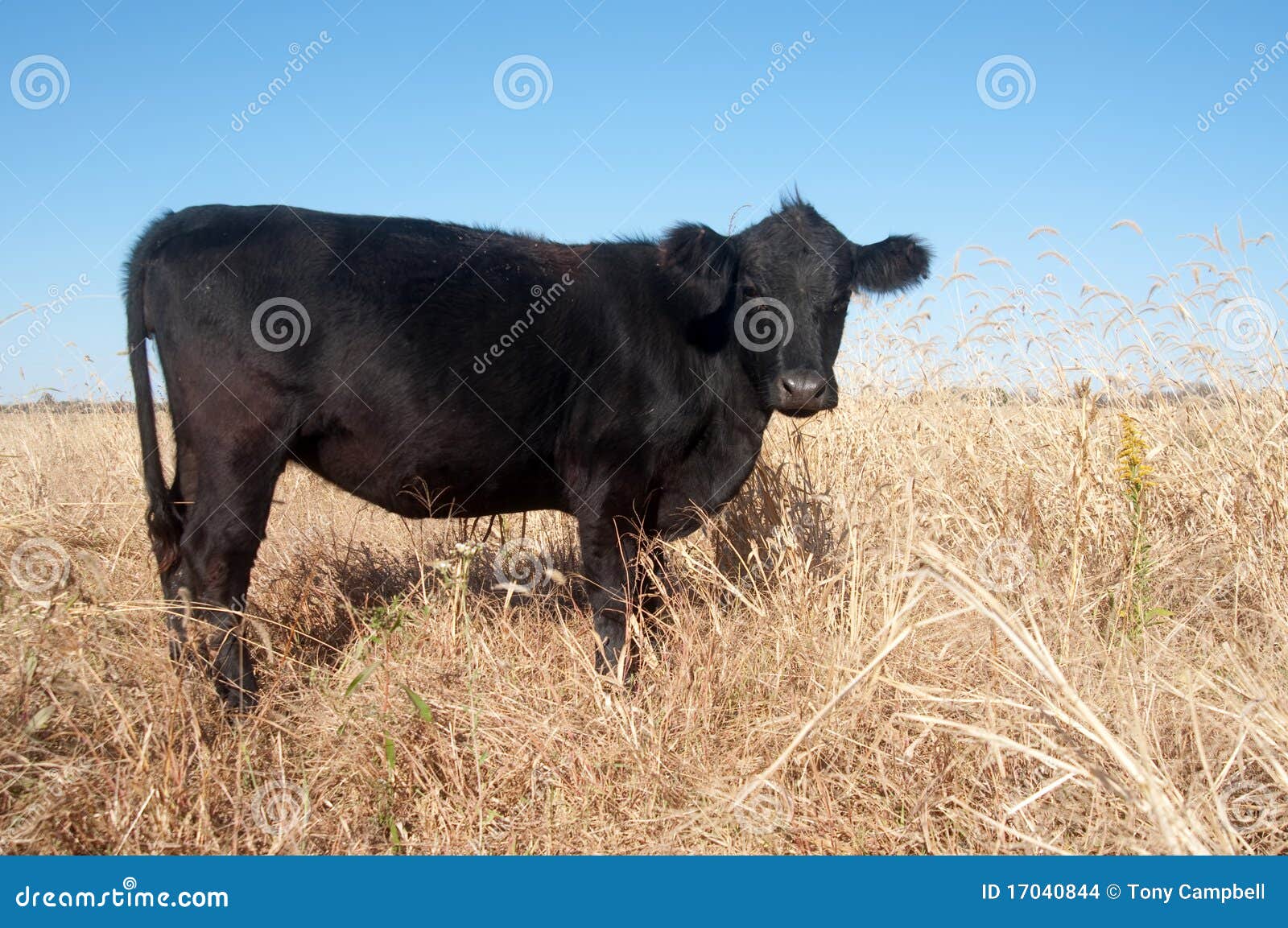 Black cow and blue sky stock photo. Image of production - 17040844