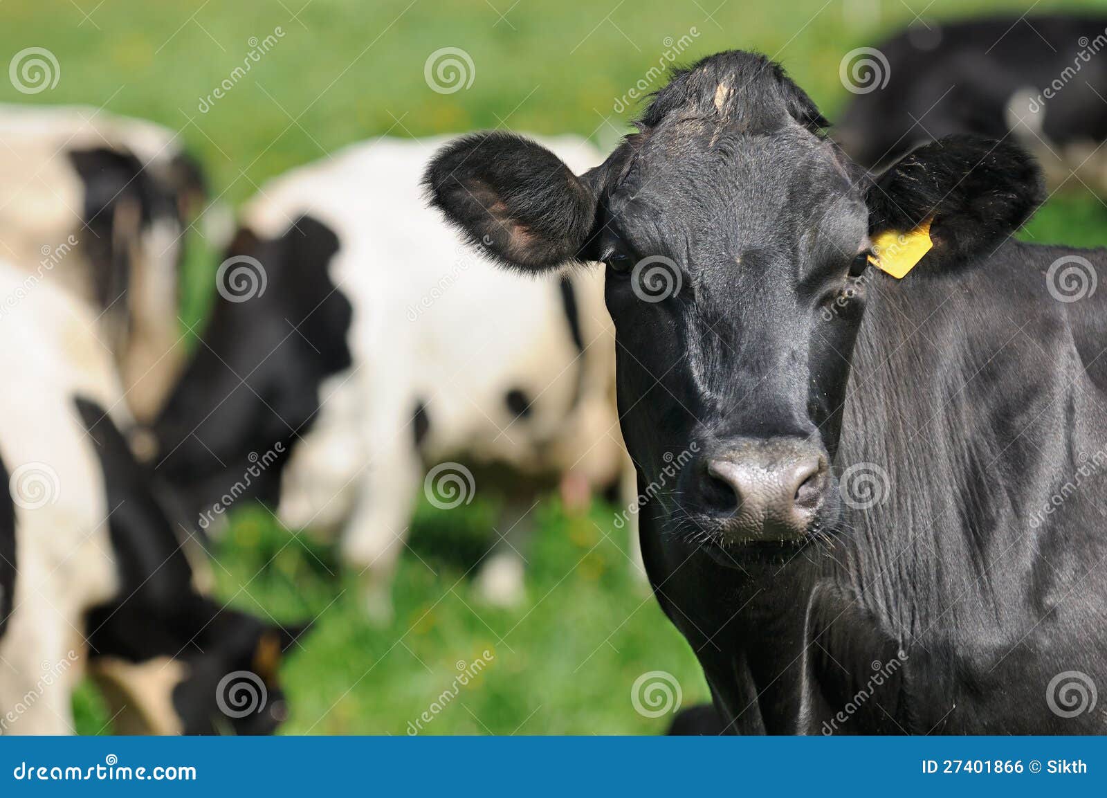211 Cow Stand Up Stock Photos - Free & Royalty-Free Stock Photos from ...