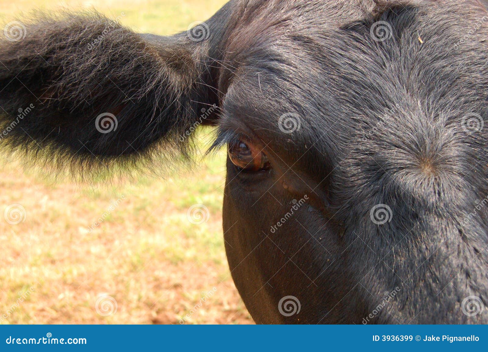 Black Cow ear and eye stock image. Image of bull, hair - 3936399