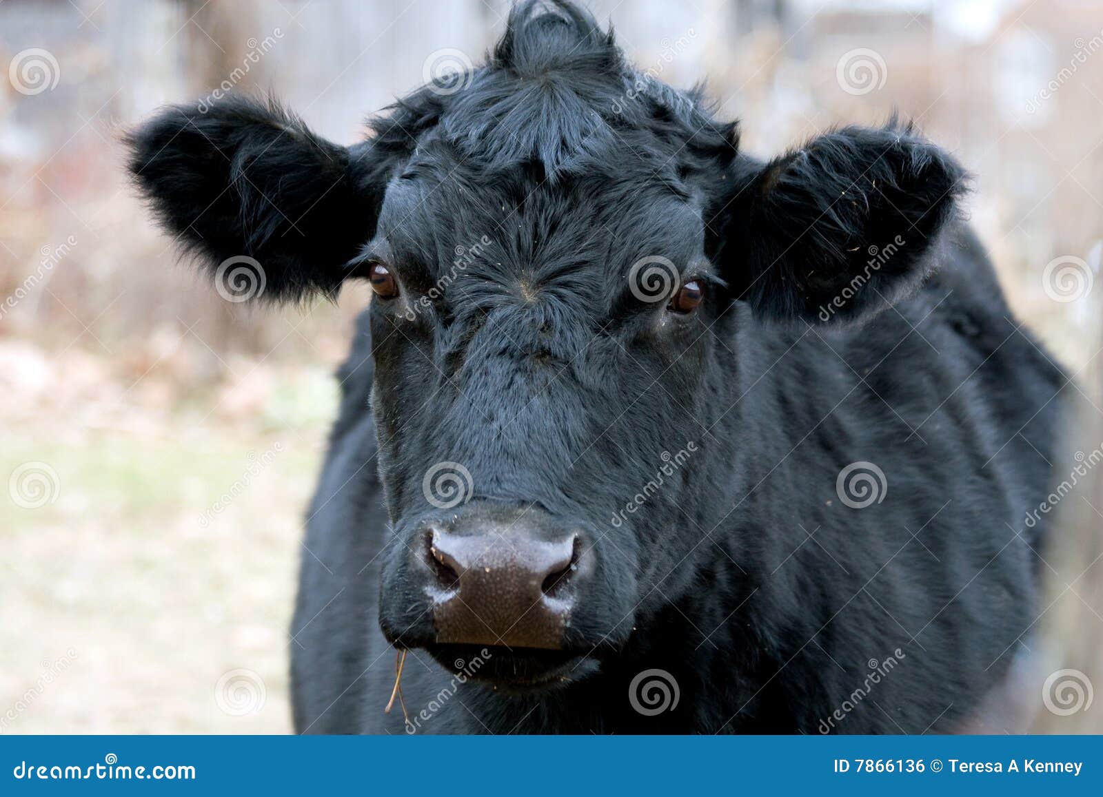 Black Cow Face stock photo. Image of outside, adult, farm - 7866136