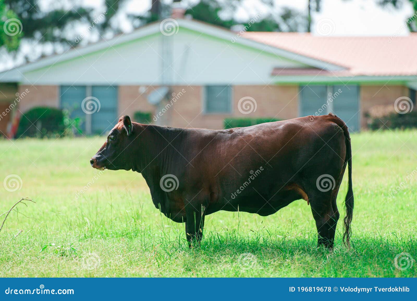 Black Cow. Farming Ranch Angus and Hereford Cattle. Stock Photo - Image ...
