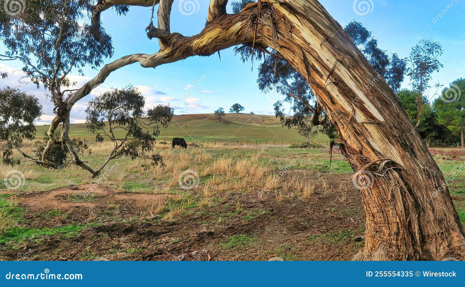 Black Cow Grazing on a Field Surrounded by Trees Stock Image - Image of ...