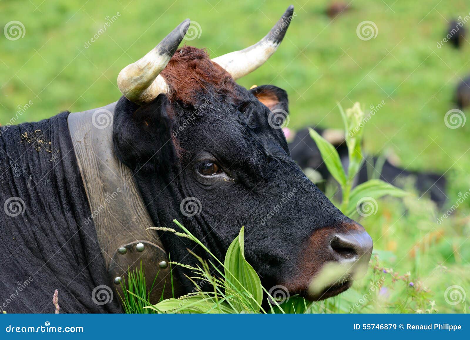 A Black Cow Head with Horns Stock Image - Image of natural, farm: 55746879