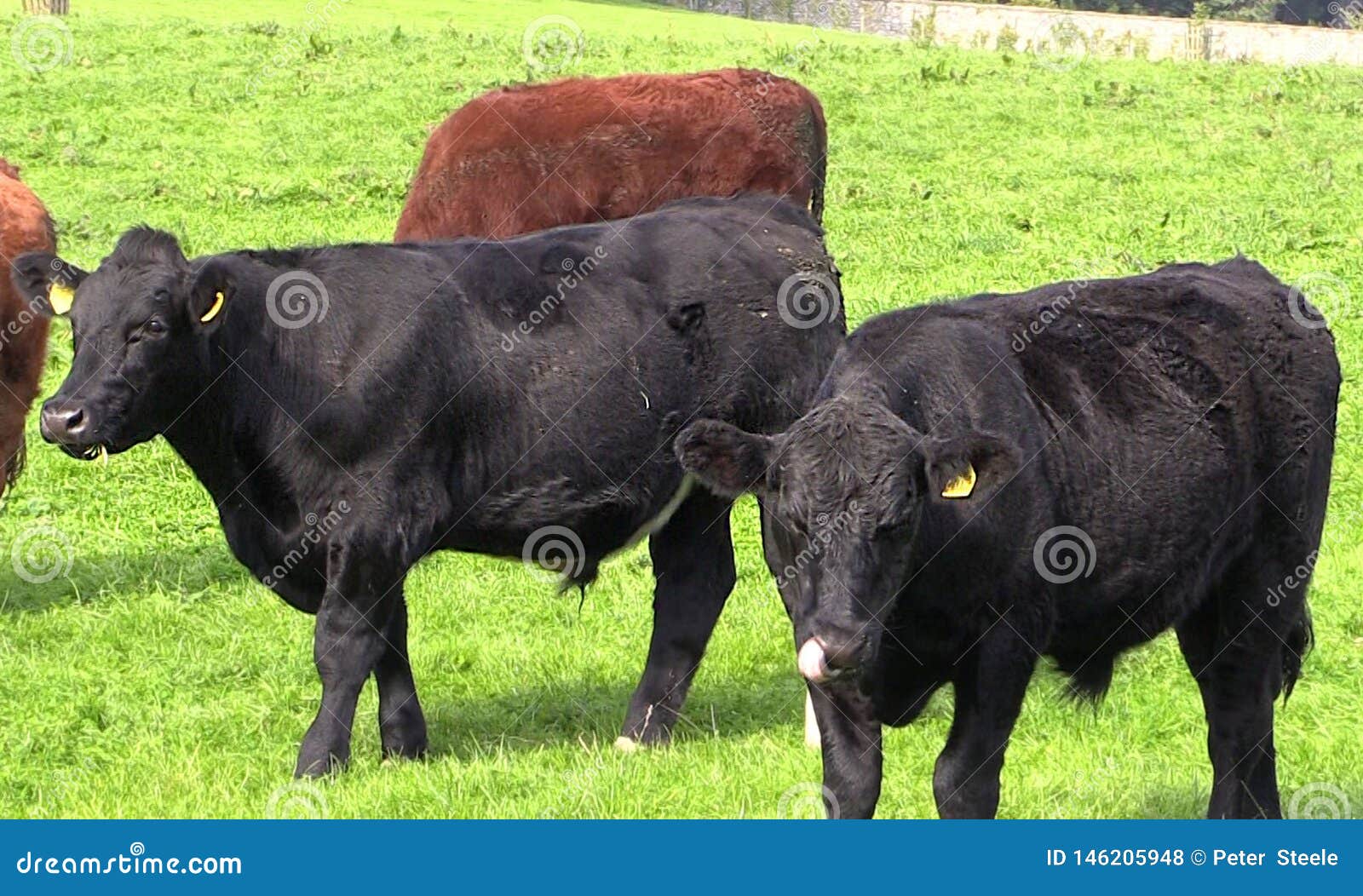 Black Cow Licking Lips in a Field with Red Cows Stock Photo - Image of ...