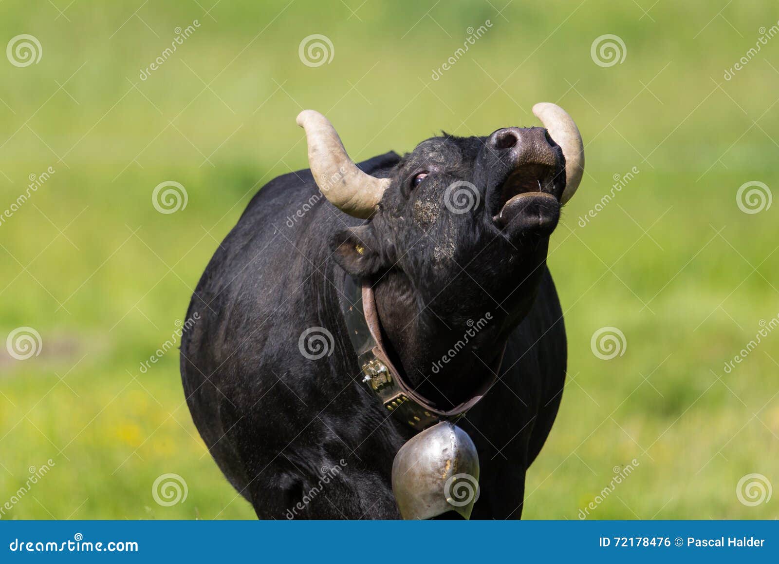 Black cow lowing stock photo. Image of scary, mouth, symbol - 72178476
