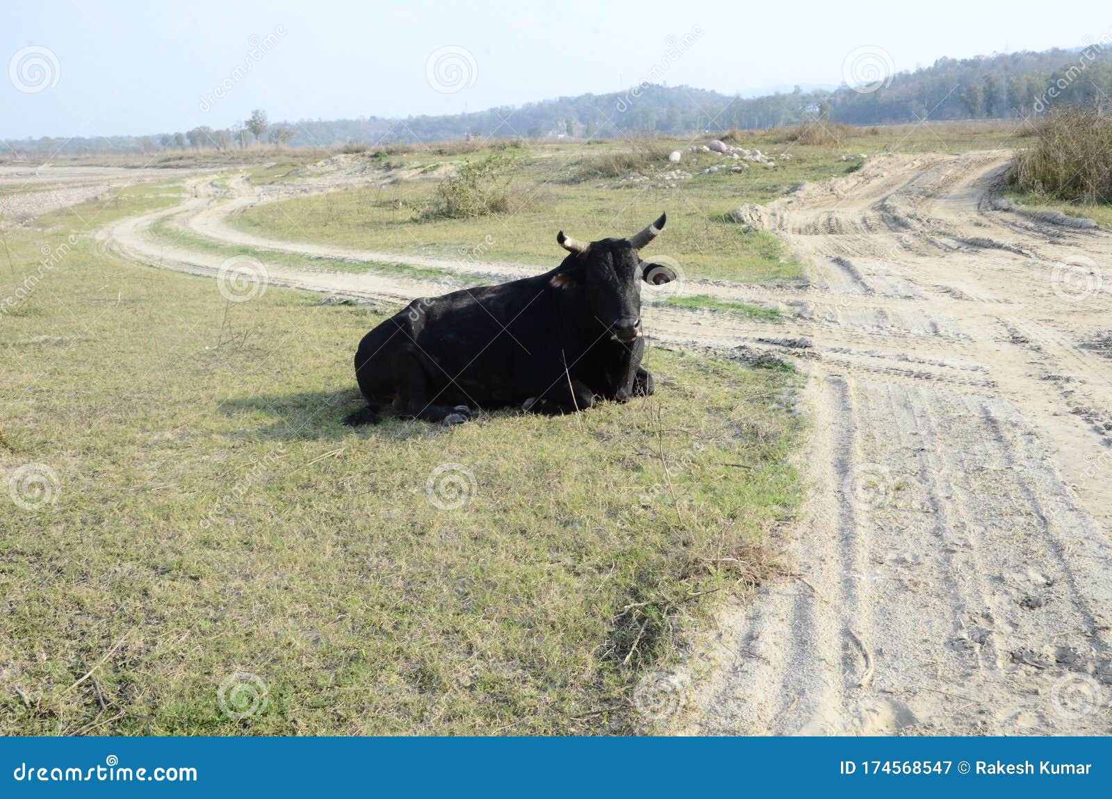 Black Cow Seating on Ground of Kaloor India Stock Image - Image of ...