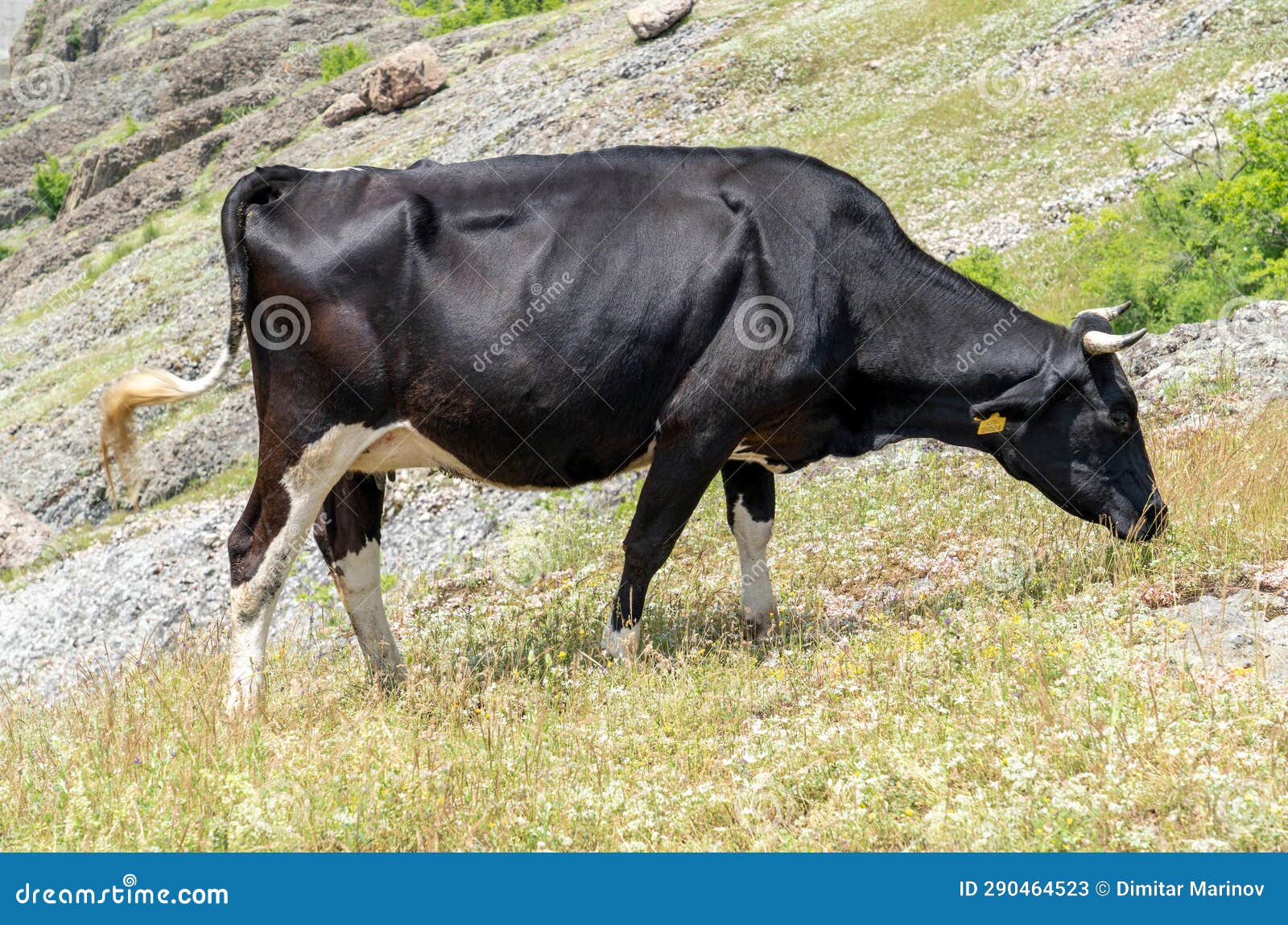 Black cow stock image. Image of herbivorous, side, mammal - 290464523