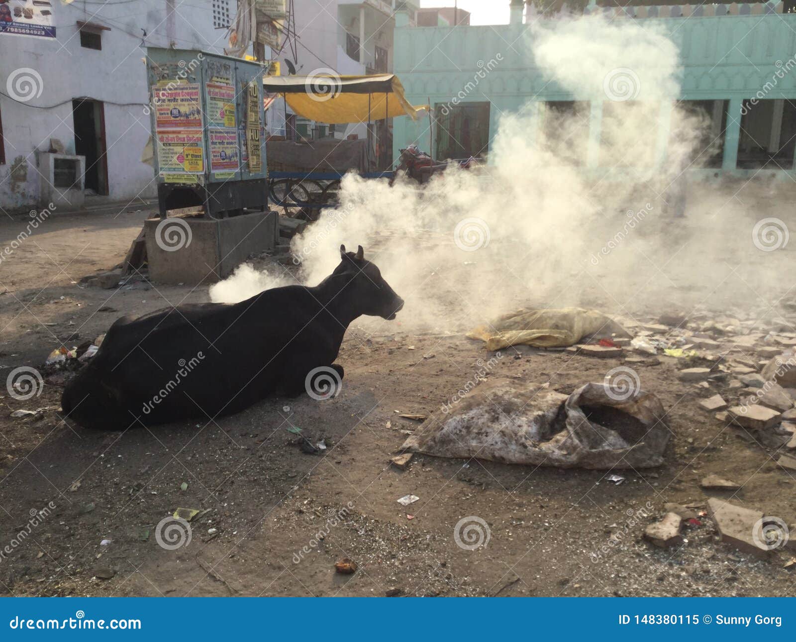 Cow Sits by Burning Trash, India Editorial Image - Image of musician ...