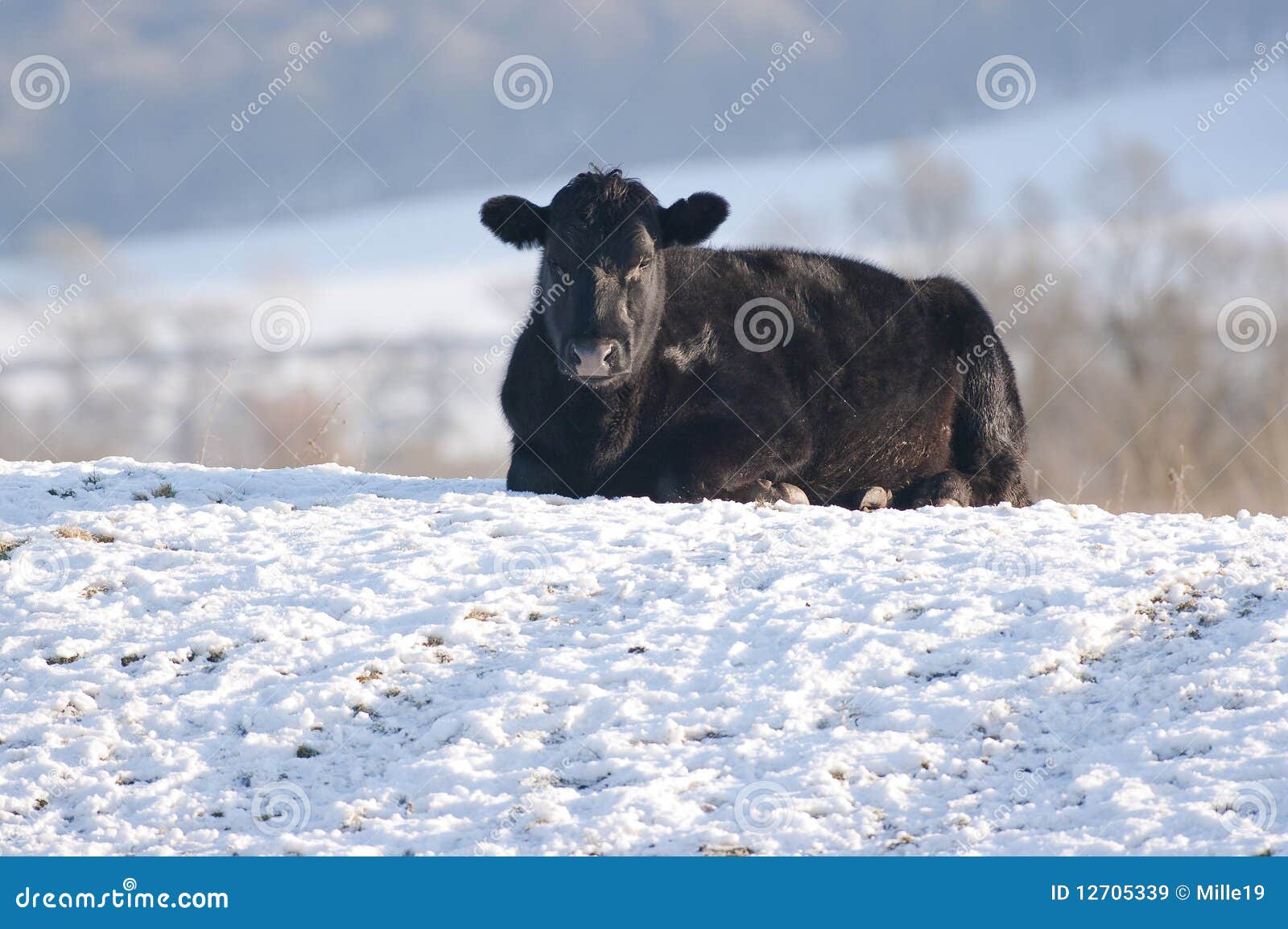 Black Cow in snow stock image. Image of lying, cattle - 12705339