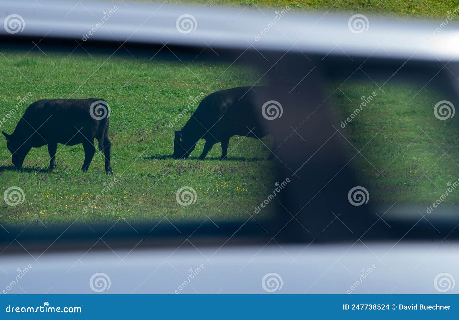 Black Cows through a Passing Car Window Stock Photo - Image of green ...
