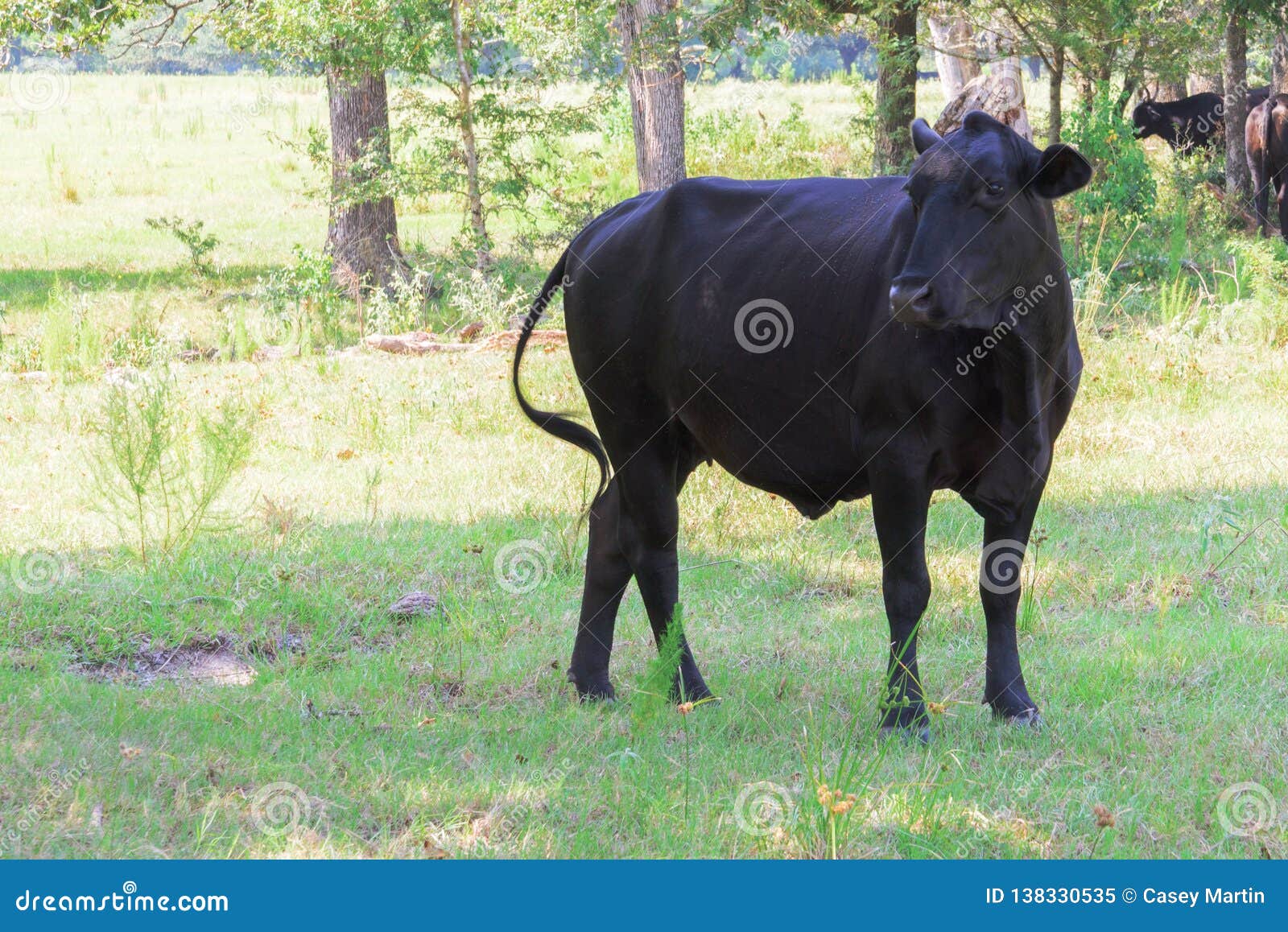 Black Cows Roaming on a Ranch with Grass and Trees Stock Image - Image ...
