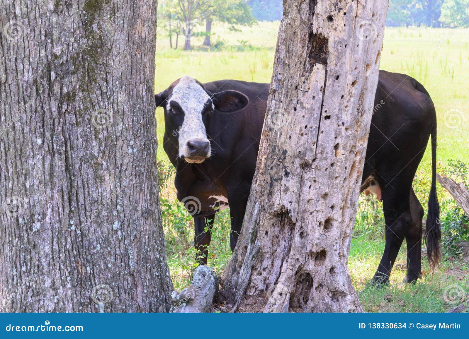 Black Cows Roaming on a Ranch with Grass and Trees Stock Photo - Image ...