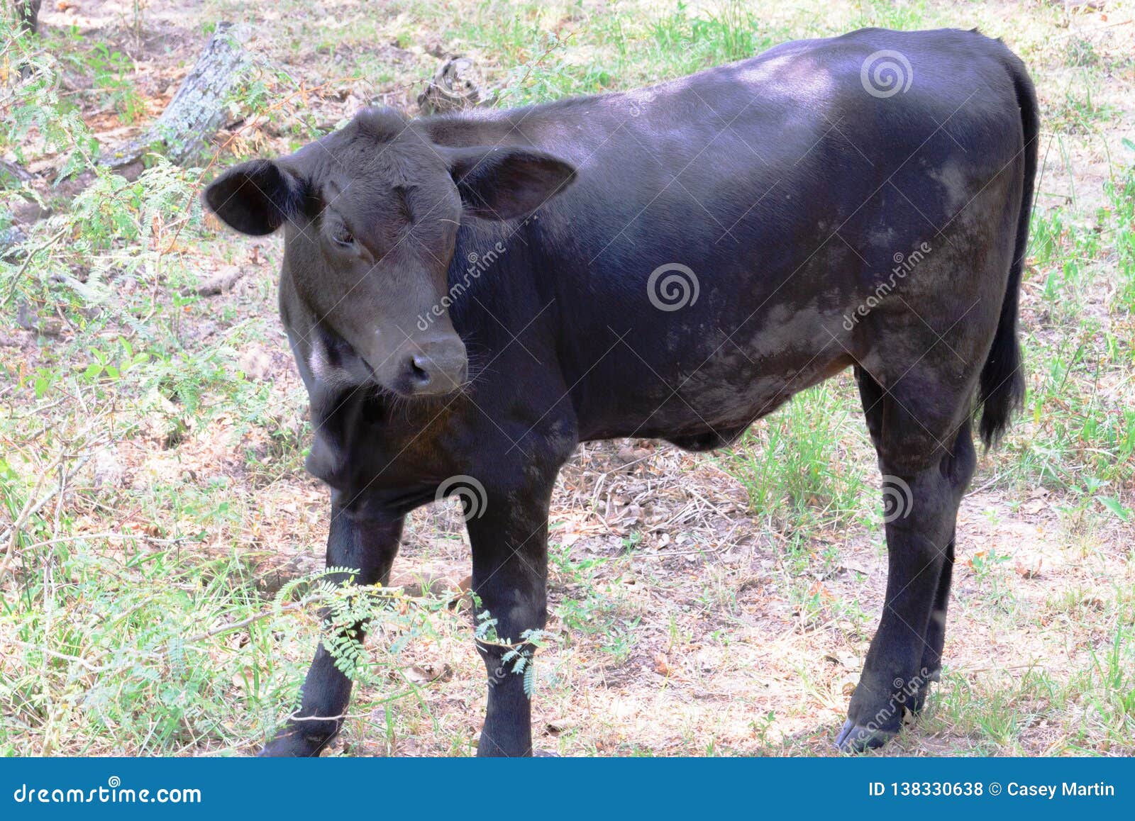 Black Cows Roaming on a Ranch with Grass and Trees Stock Photo - Image ...