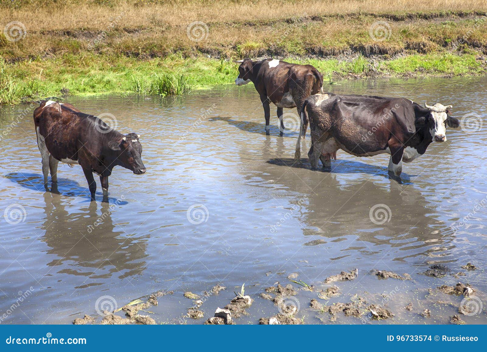Black cows in water stock photo. Image of heat, farm - 96733574
