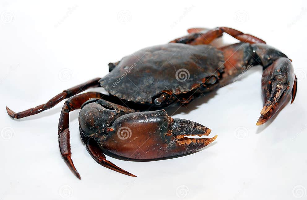 Black crab stock photo. Image of healthy, crab, ocean - 3941826