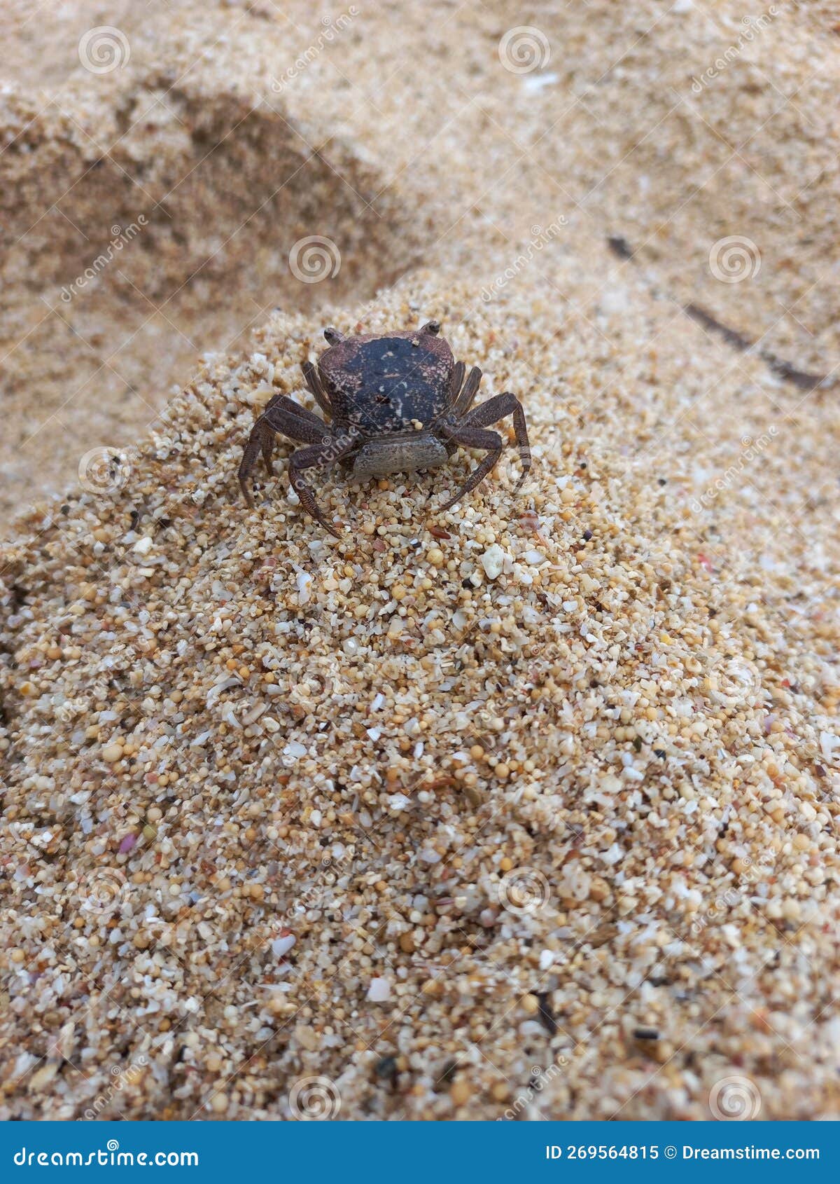 Black Crab Walking on Beach Sand Has Eight Leg Stock Image - Image of ...