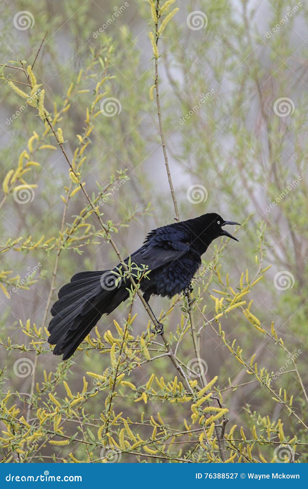 Black crackle,bird stock image. Image of cattails, black - 76388527