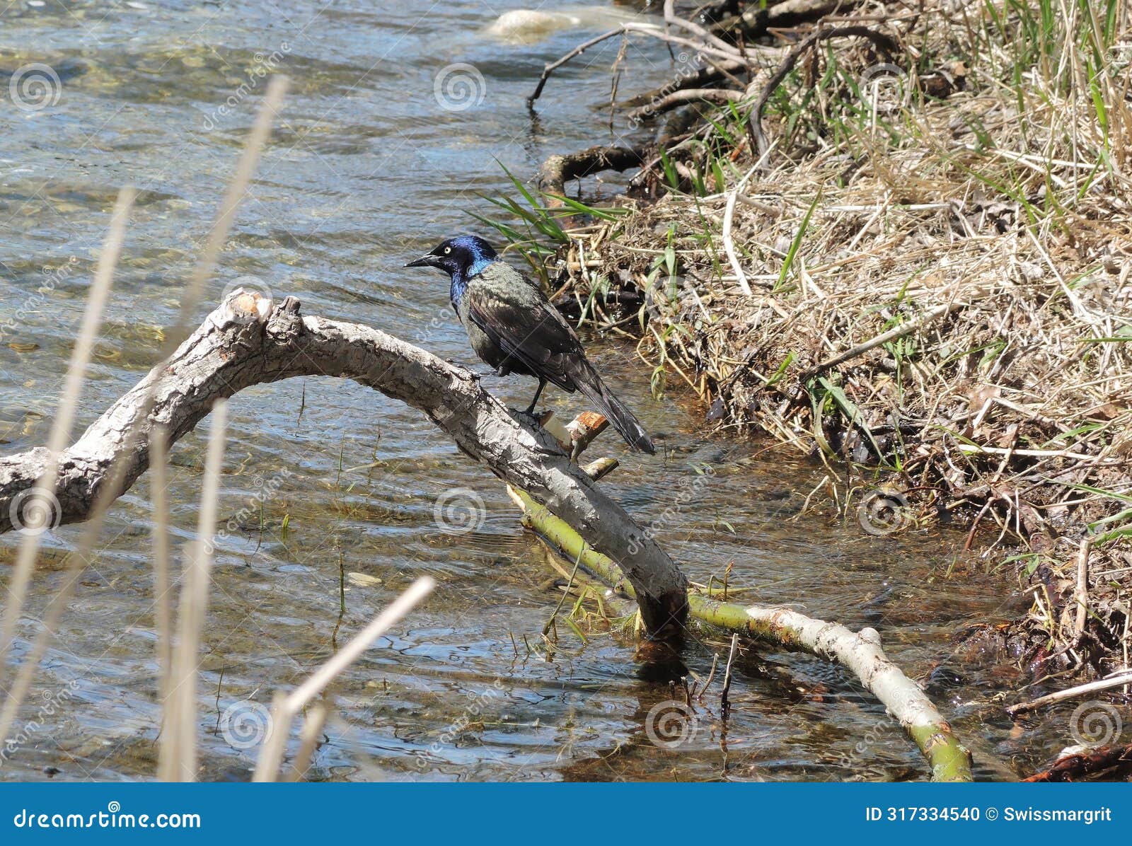 Black Crackle Bird Sitting on a Branch Stock Photo - Image of tree ...