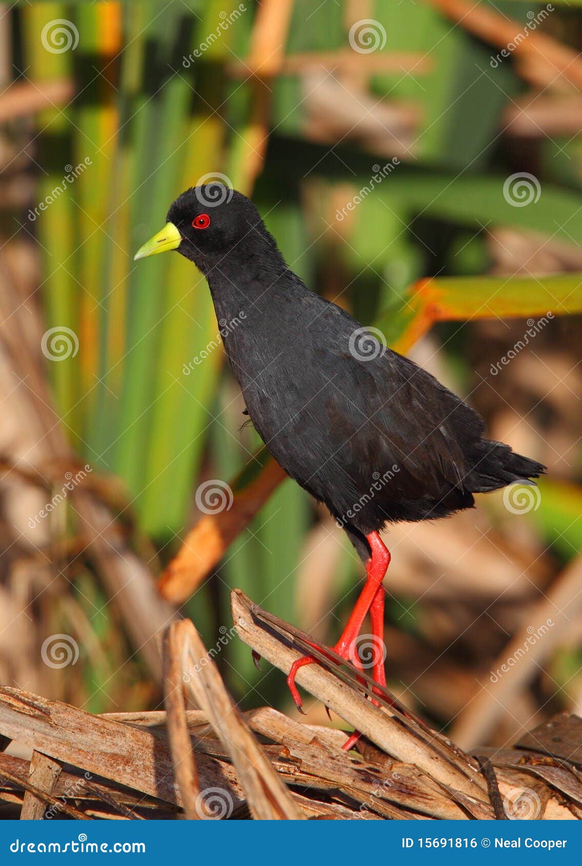 Black Crake stock photo. Image of black, south, beak - 15691816