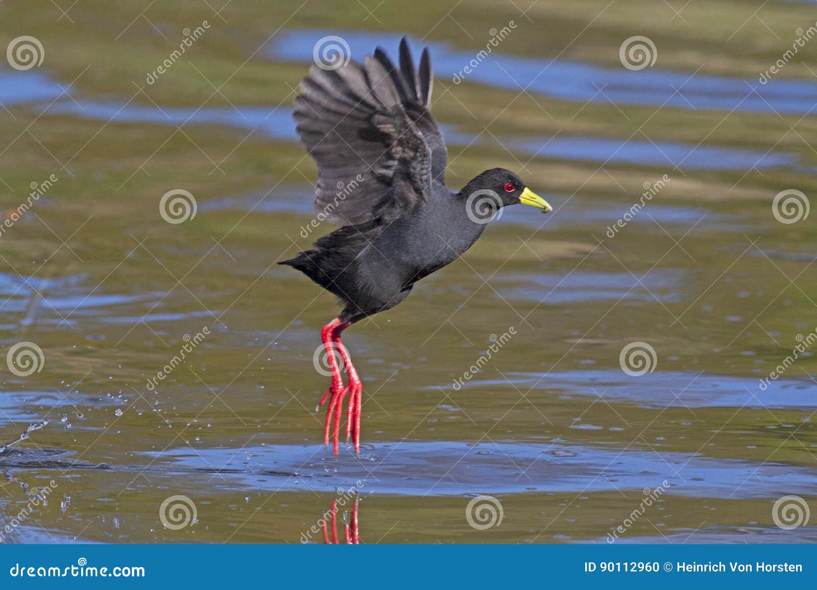 Black Crake stock photo. Image of nature, park, beauty - 90112960