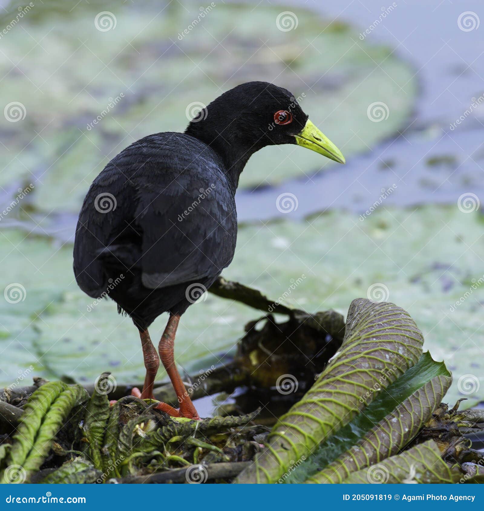Black Crake, Zapornia Flavirostra Stock Image - Image of crake, dubi ...
