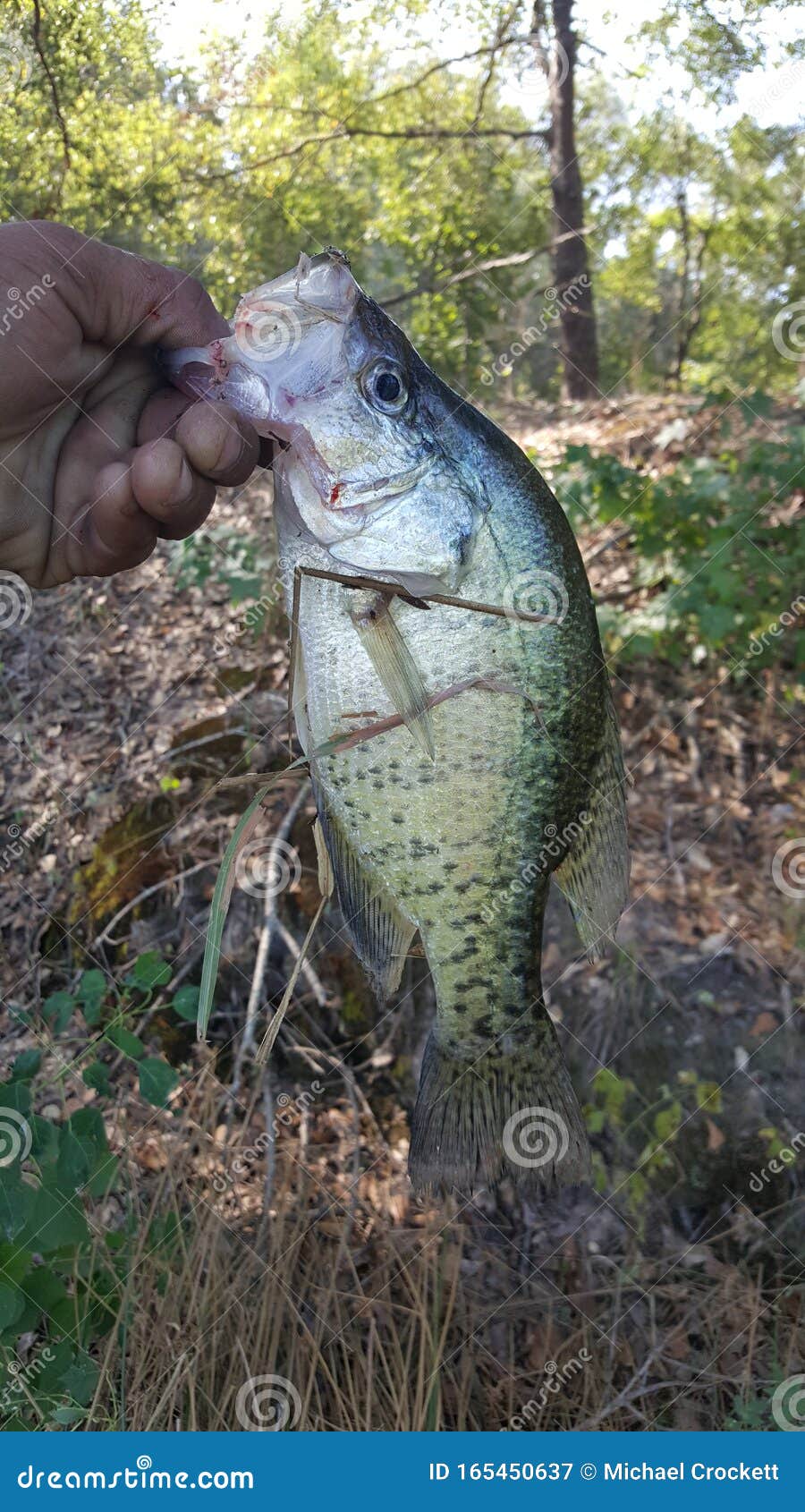 Black crappie stock image. Image of crappie, fishi, fish - 165450637