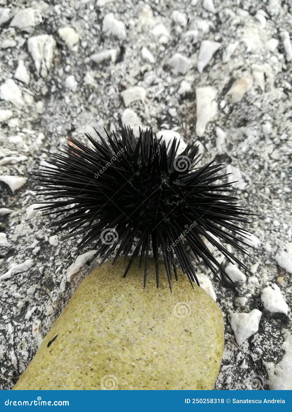 Black Creature from the Sea! Stock Photo - Image of lovely, black ...