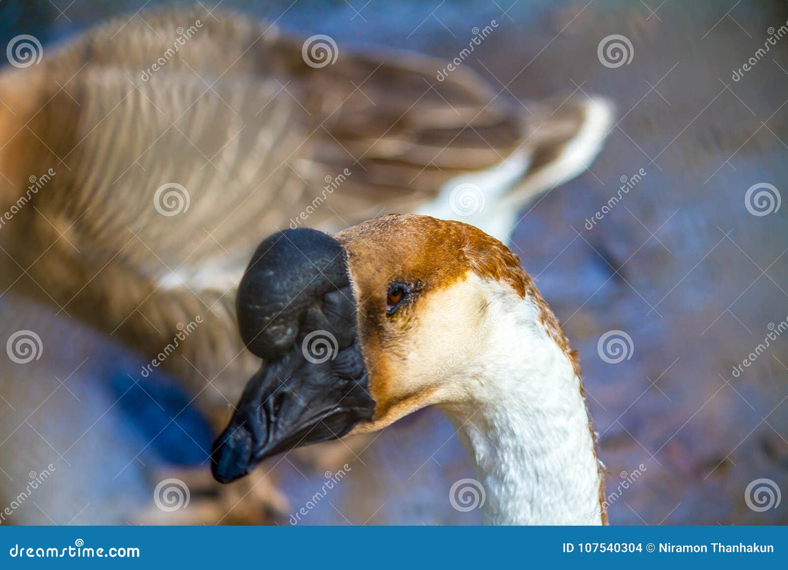 Goose standing in a zoo stock photo. Image of crest - 107540304