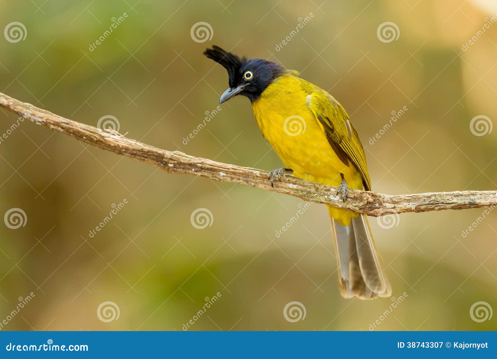 Black-crested Bulbul bird stock image. Image of forest - 38743307