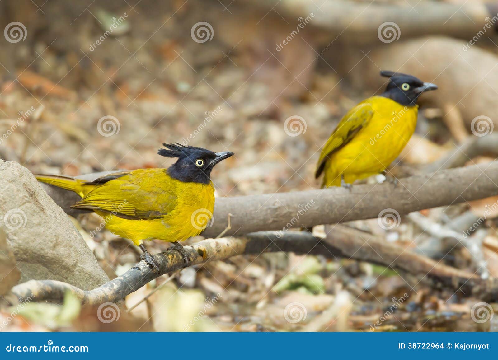 Black-crested Bulbul bird stock photo. Image of portrait - 38722964