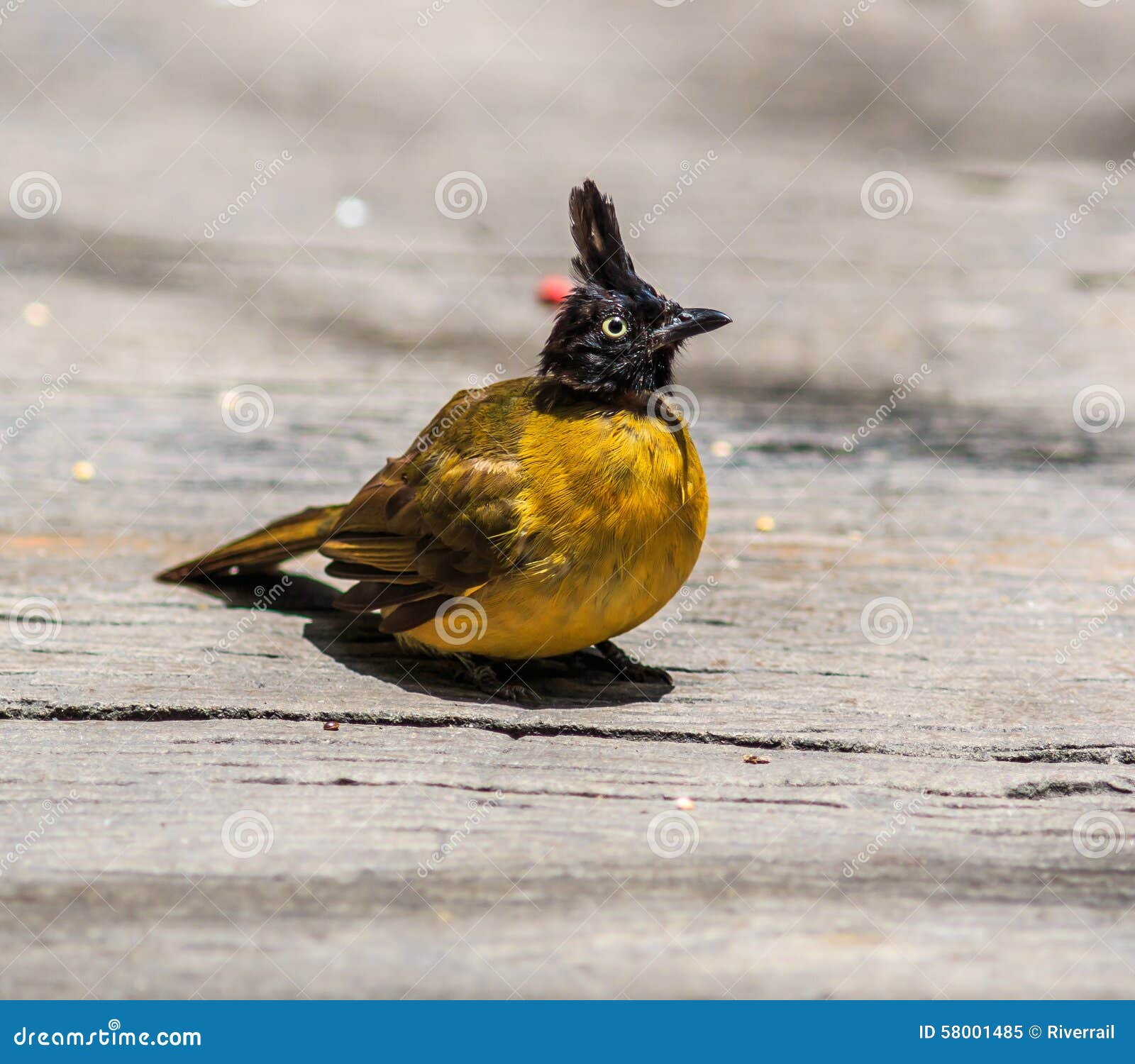 Black-crested Bulbul or Pycnonotus Flaviventris Bird Stock Image ...