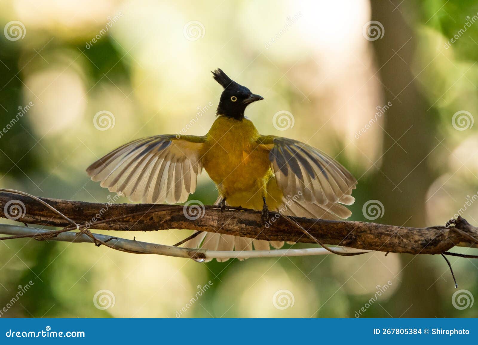 Black Crested Bulbul Stand in the Rain Forest Stock Photo - Image of ...