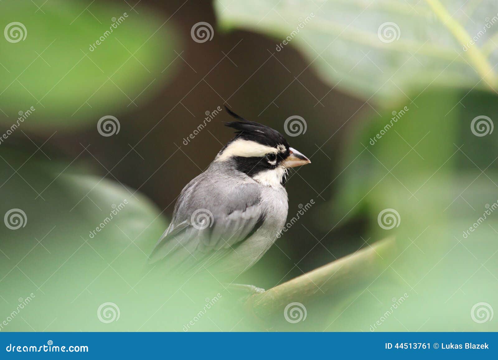 Black-crested finch stock image. Image of bird, black - 44513761