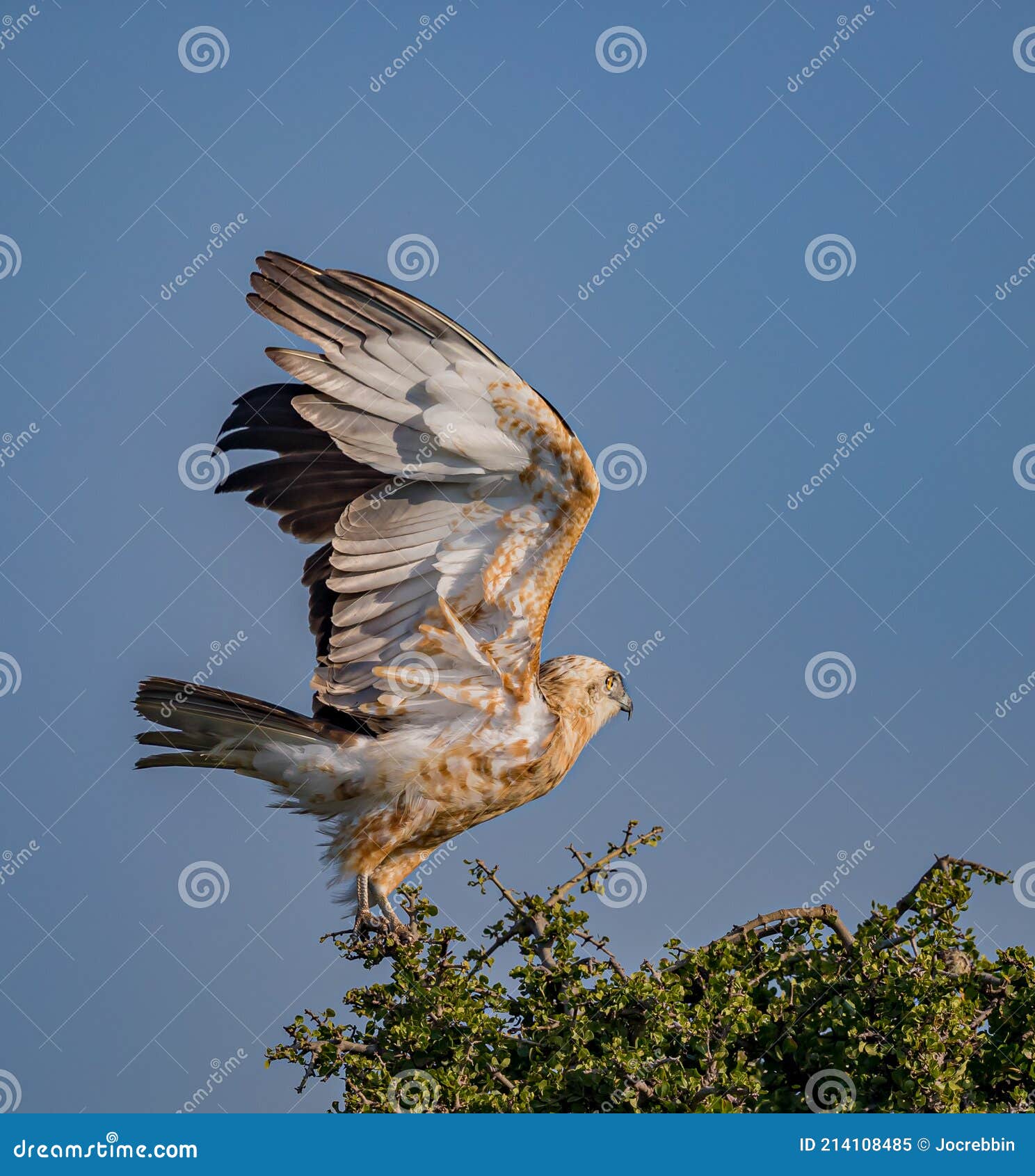 Black Crested Snake Eagle Takes Flight in Kenya Stock Image - Image of ...