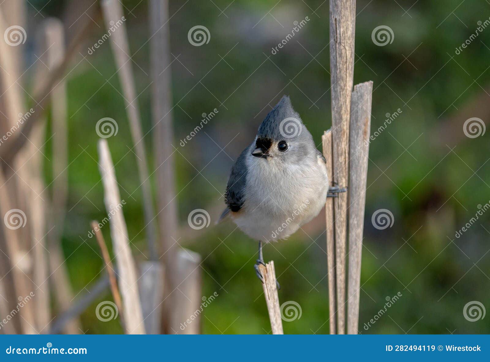 Black-crested Titmouse Perching on Tree Branch Stock Image - Image of ...