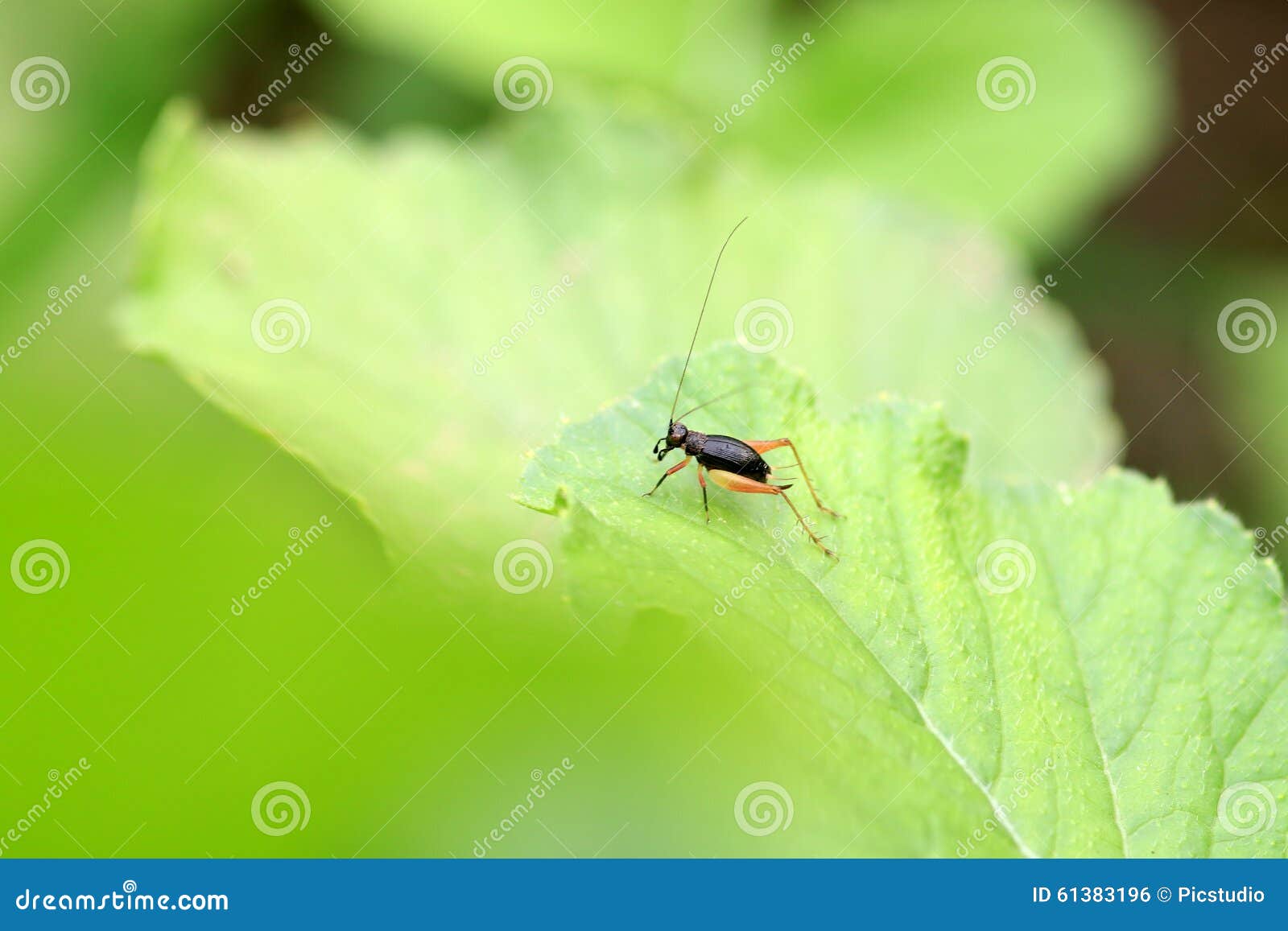 Black cricket insect stock photo. Image of cricket, colored - 61383196