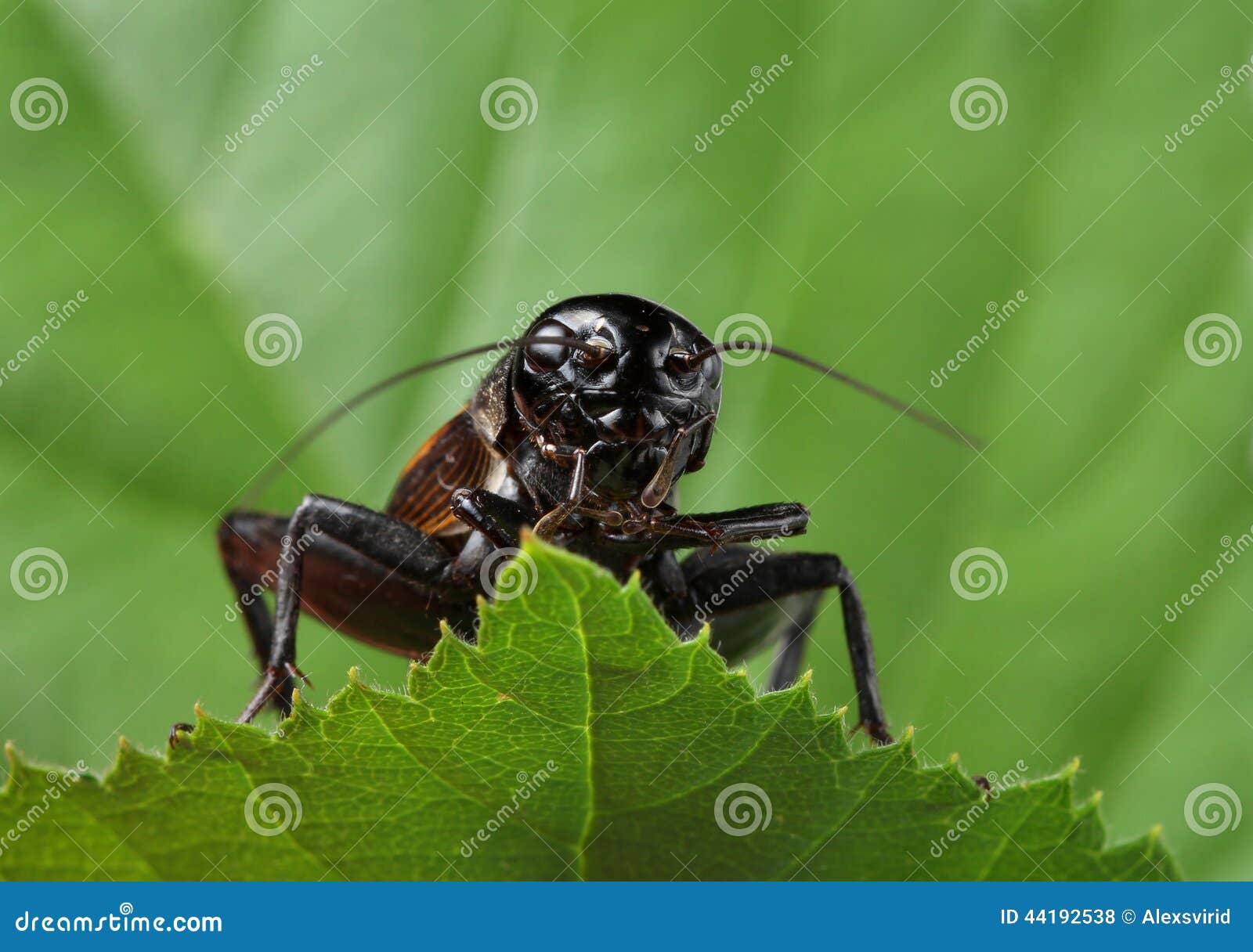 Black cricket on leaf. stock photo. Image of head, specimen - 44192538