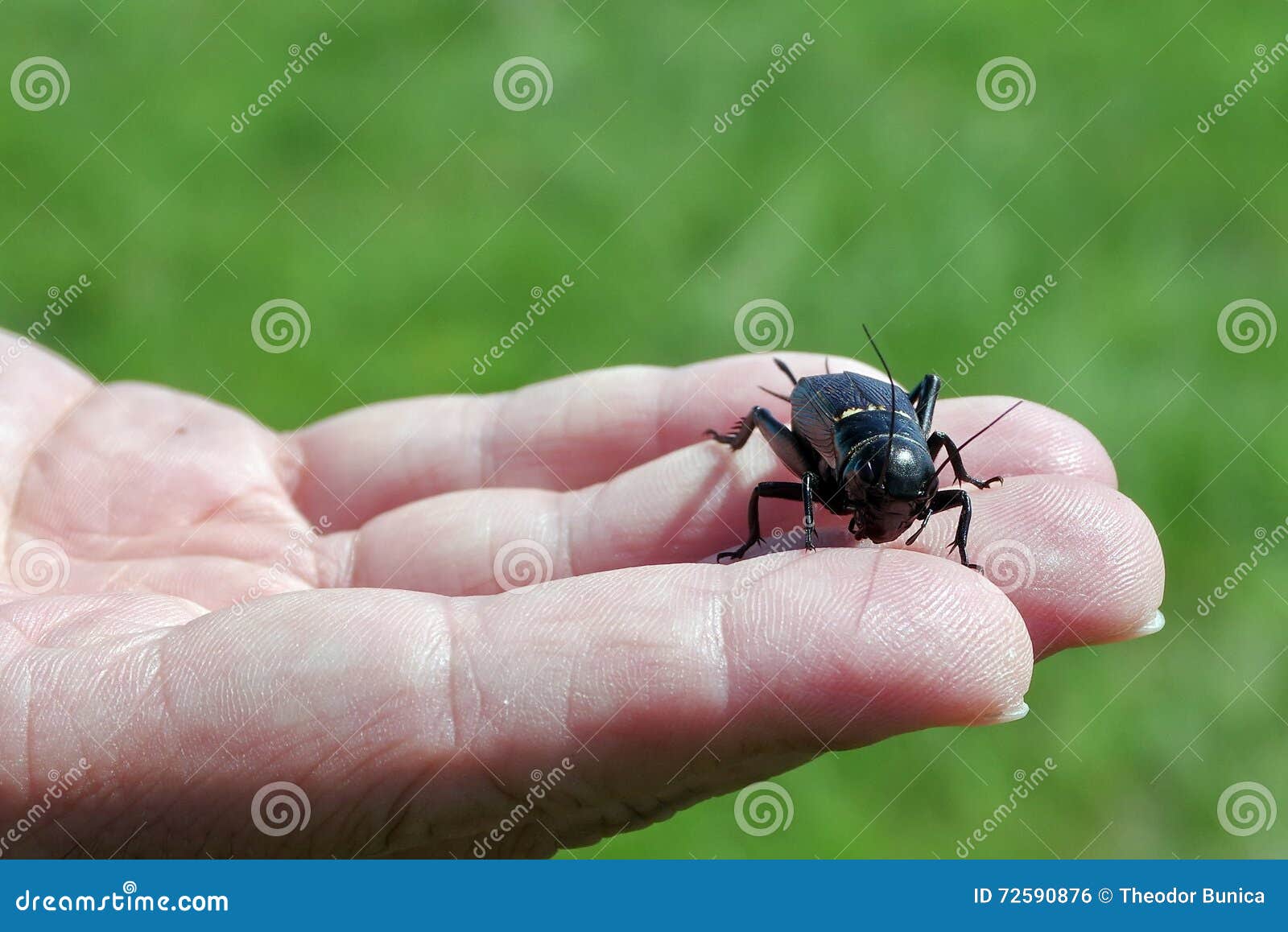Black cricket stock photo. Image of close, sound, wilderness - 72590876