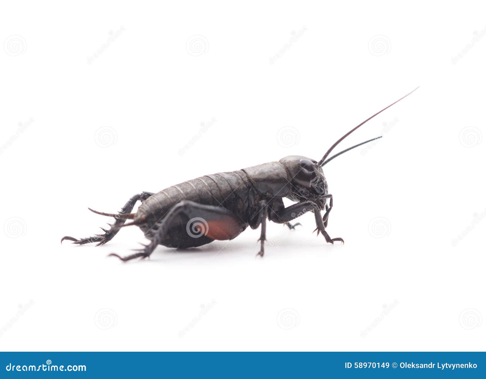 Black Cricket White Background Stock Photos - Download 783 Royalty Free ...