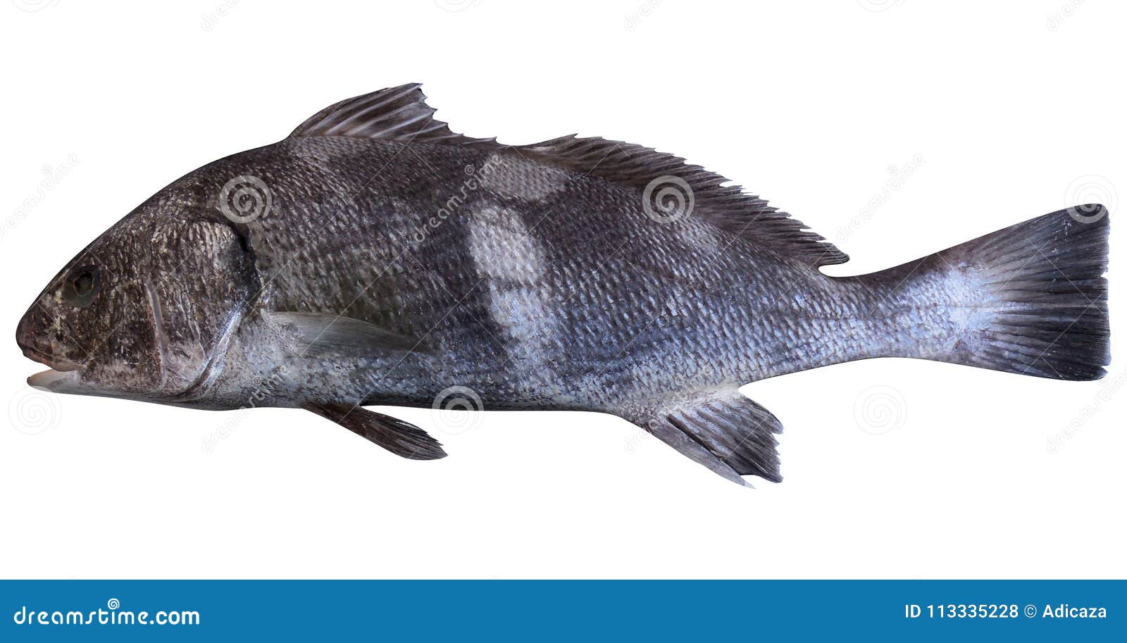 Black Croaker stock illustration. Illustration of omega - 113335228